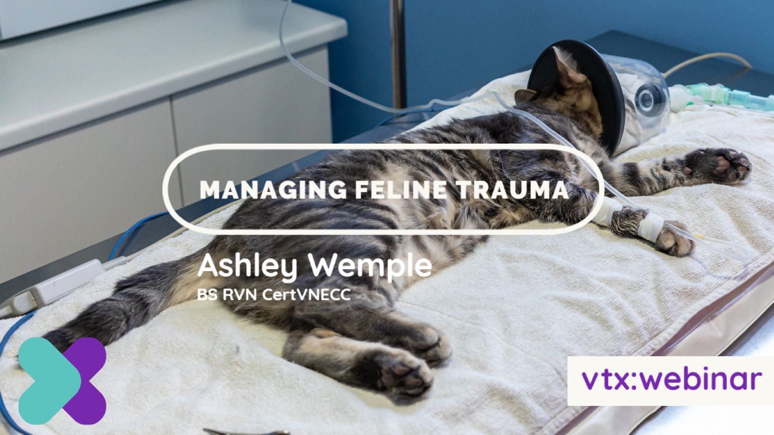 Managing Feline Trauma | vtx-cpd