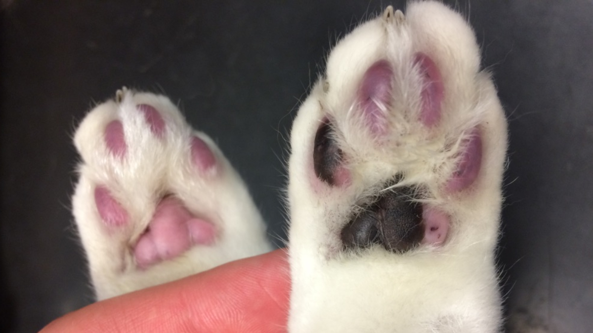 Online Veterinary CPD Webinars | Veterinary Thought Exchange