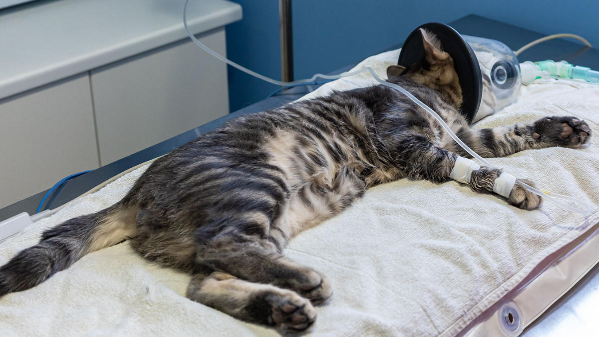 Online Veterinary CPD Webinars | Veterinary Thought Exchange