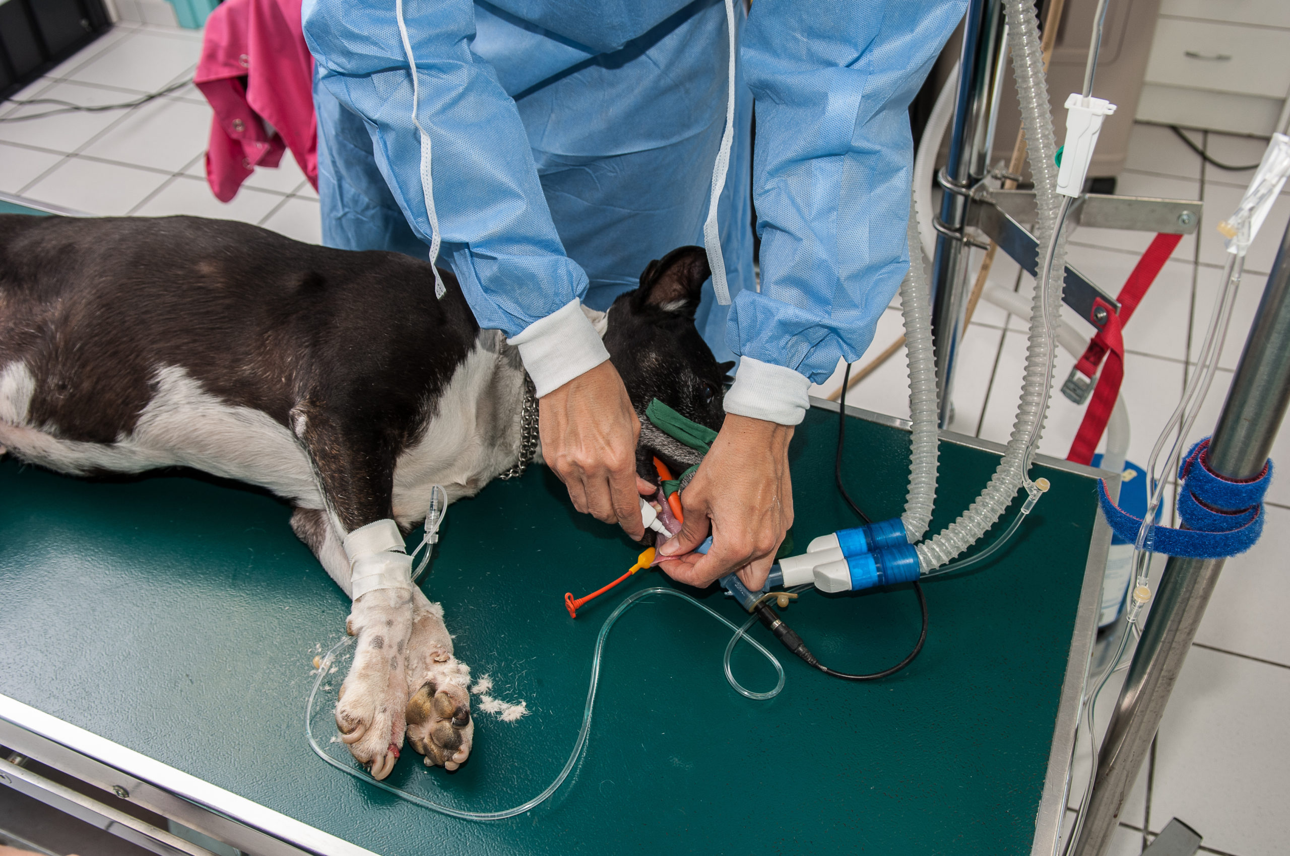 Online Veterinary CPD Webinars | Veterinary Thought Exchange