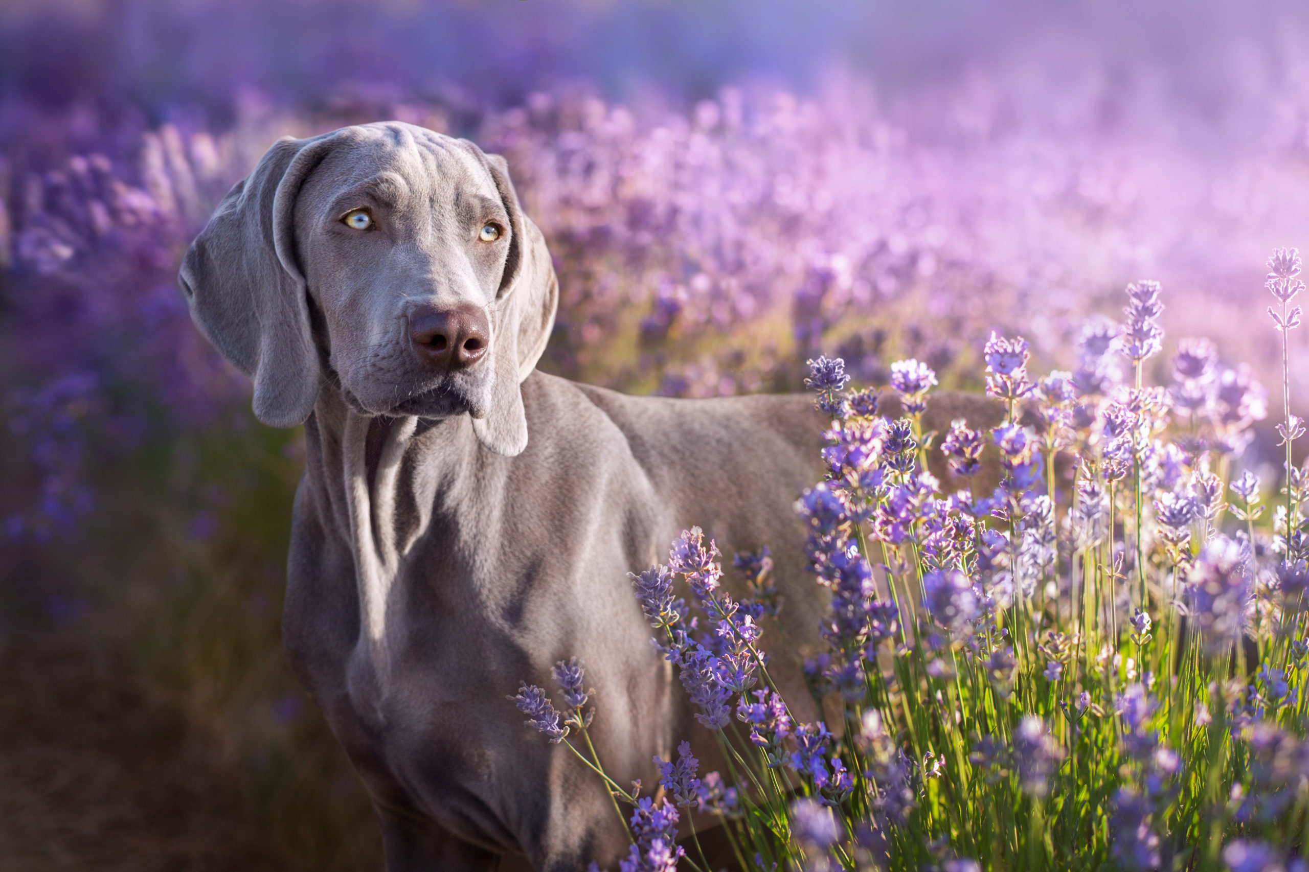 Online Veterinary CPD Webinars | Veterinary Thought Exchange