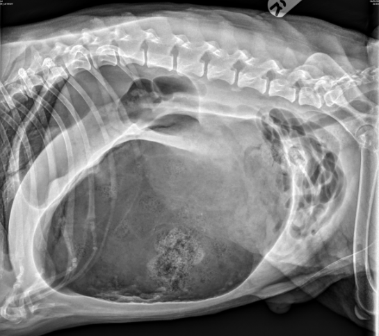 Online Veterinary CPD Webinars | Veterinary Thought Exchange