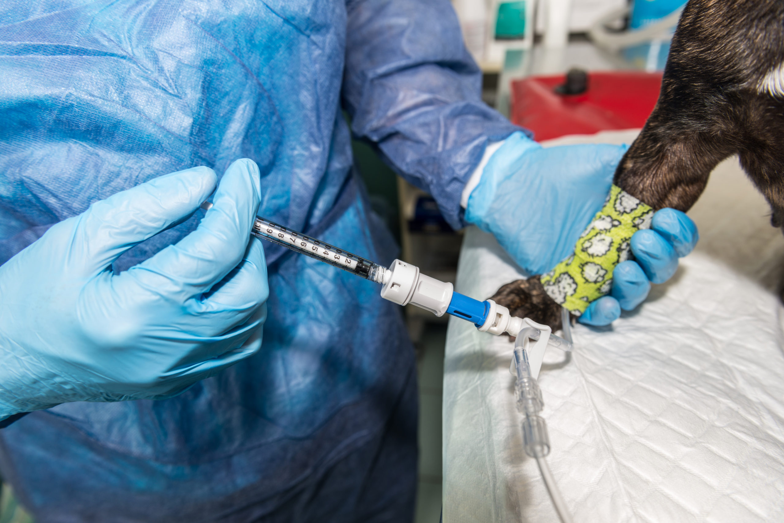 Online Veterinary CPD Webinars | Veterinary Thought Exchange