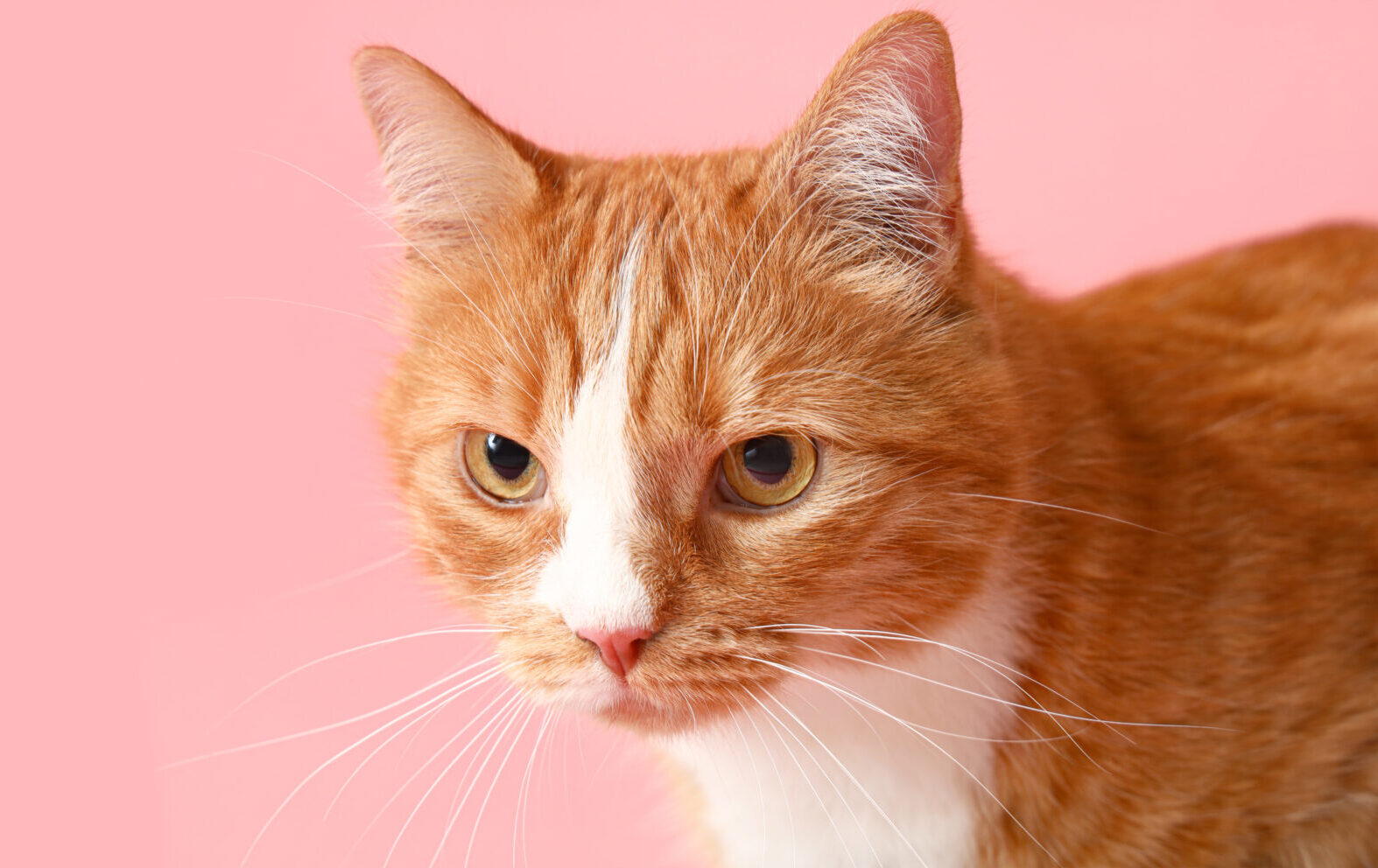 Online Veterinary CPD Webinars | Veterinary Thought Exchange