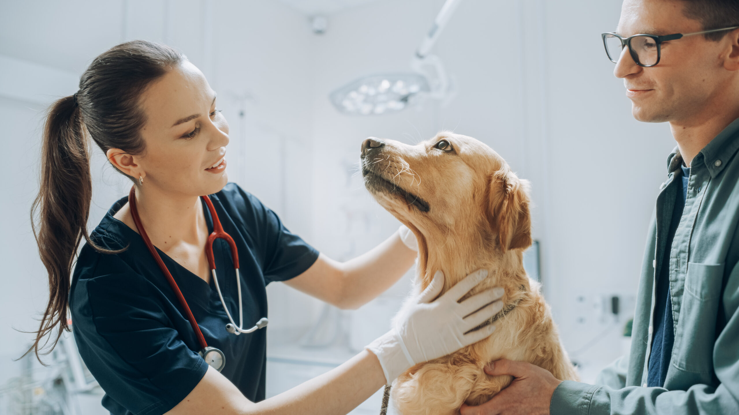 A Day in the Life of... A Veterinary Surgeon: Primary Care Tips, Tricks ...